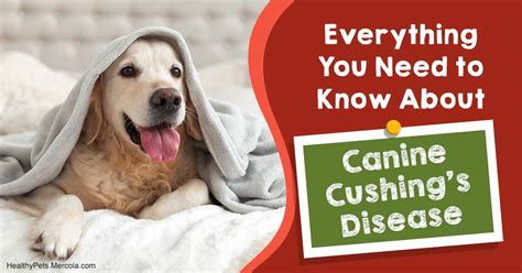 Canine Cushings Disease
