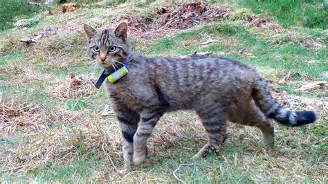 Wildcats Birth Of Kittens In Herne Bay Sparks Hope For Species Bbc News