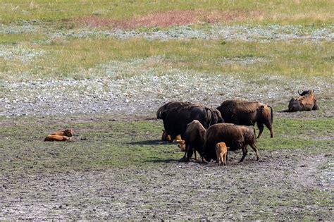 How To Visit The Bison Paddock In Waterton