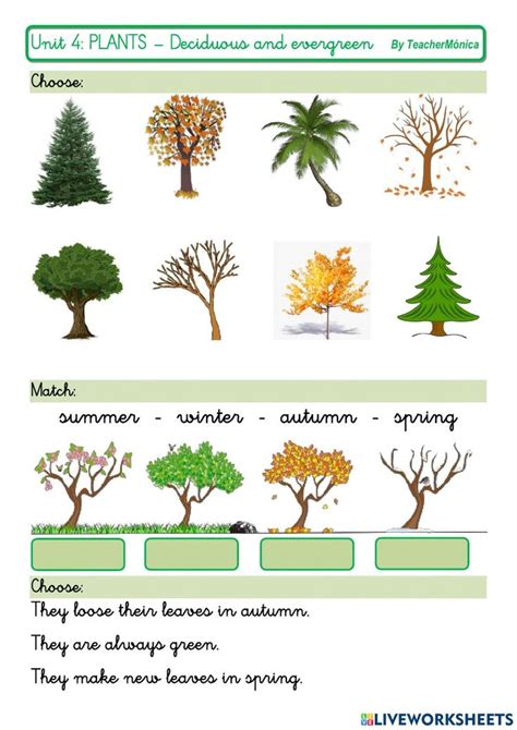 Deciduous And Evergreen Trees Worksheet Deciduous Trees Evergreen