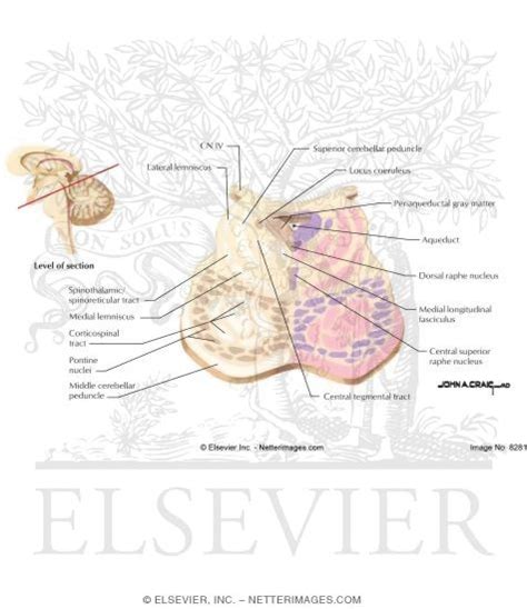 Locus Coeruleus Cross Section