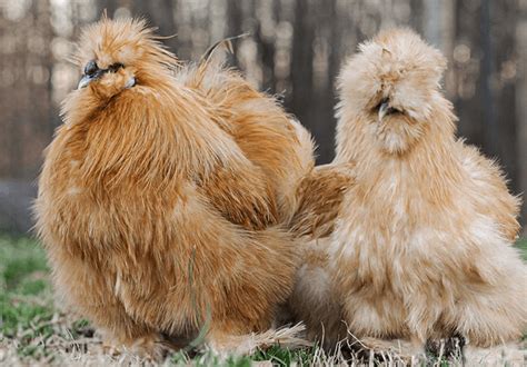 10 Most Fluffy And Adorable Chicken Breeds Chicken Fans