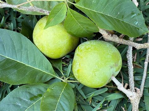 White Sapote Cairns Regional Council