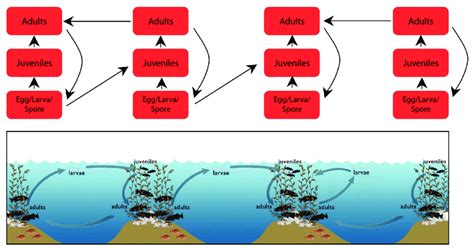 Conceptual Framework For Considering Dispersal In Simple Demographic