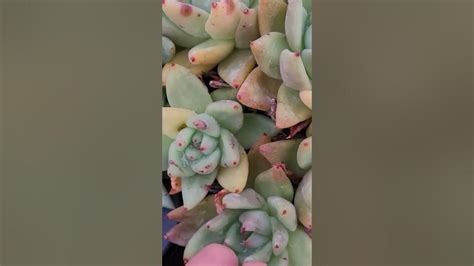 겨울철 다육식물 관리방법 Youtube