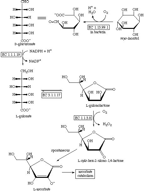 Ascorbic Acid Biosynthesis