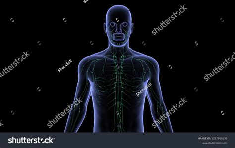 Human Lymph Node System Spleen Anatomy D Stock Illustration Shutterstock
