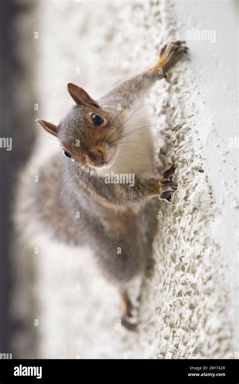 Pebbledash High Resolution Stock Photography And Images Alamy