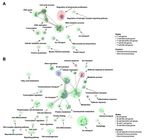 T Cell And B Cell Focus Networks Node Colour Indicates The Download Scientific Diagram