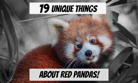 19 Unique Things About Red Pandas 14 Is My Favorite Bestofpanda