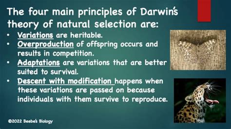 Natural Selection Powerpoint By Beebes Biology Tpt