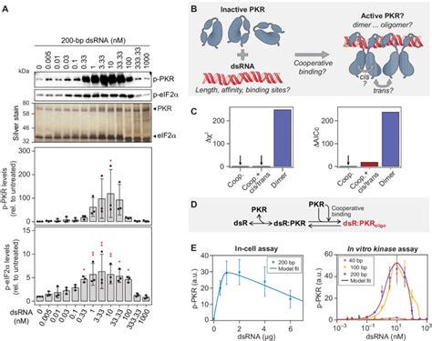 Activation Of Pkr By Dsrna A In Vitro Pkr Kinase Assay His Tagged Download Scientific