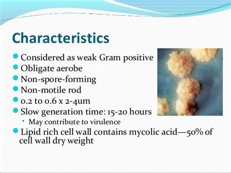 Mycobacterium Tuberculosis Bacteria Characteristics