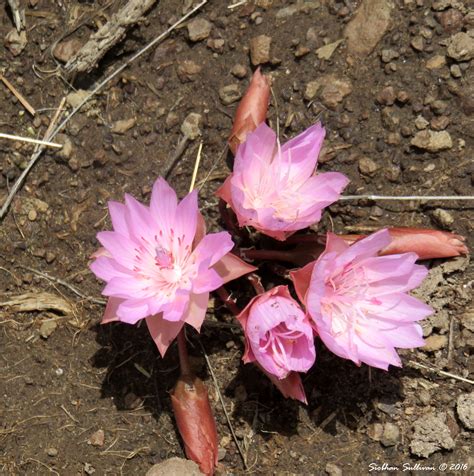 What Are Bitterroot Plants At Erika Nelson Blog