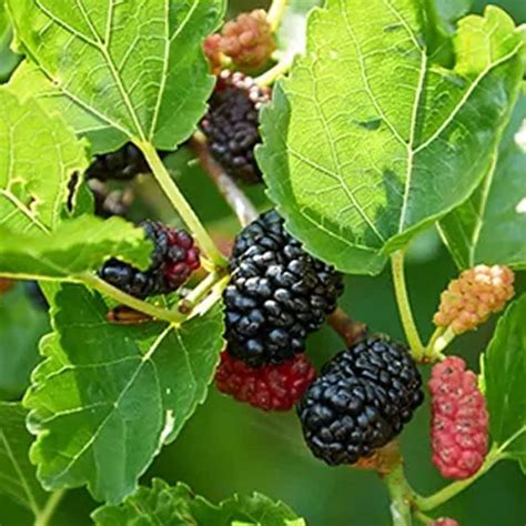 Red Mulberry Porcupine Hollow Farm