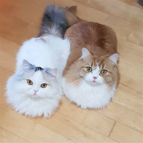 Sejin Yong Sol • Threads Say More