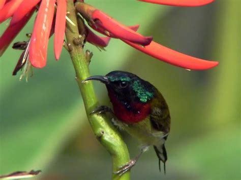 Sunbird Nectar Feeding Hummingbird Like African Britannica