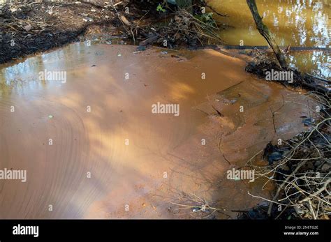 Sphaerotilus Leptothrix Fotos Und Bildmaterial In Hoher Auflösung Alamy