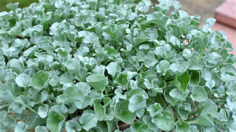 How To Plant Grow And Care For Silver Falls Dichondra