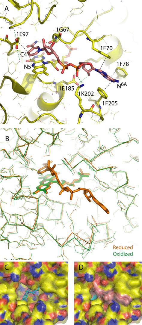The Nadh Binding Site A The Site Viewed From The Solvent Ex Posed Download Scientific