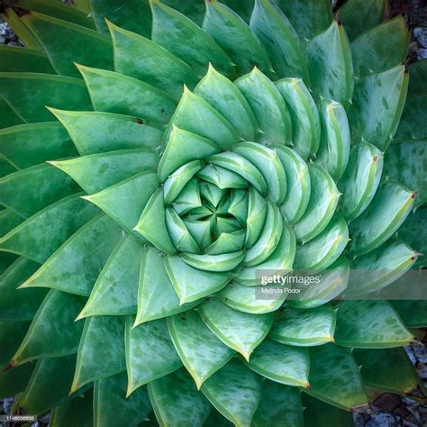Aloe Polyphylla