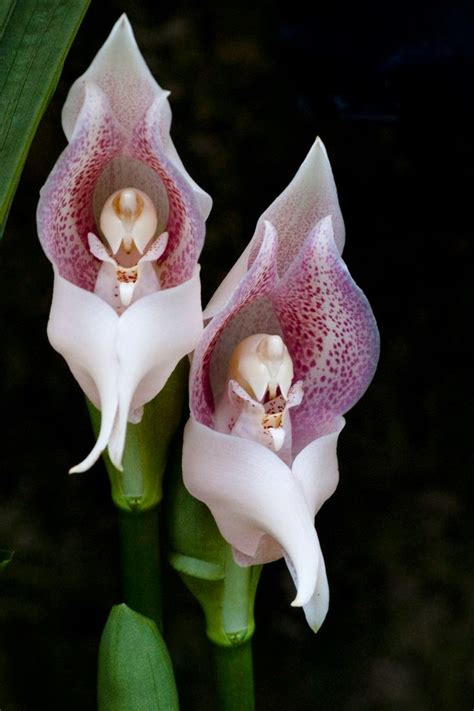 Orchid Flowers Amazingly Intricate Internal Morphology Backyards Click
