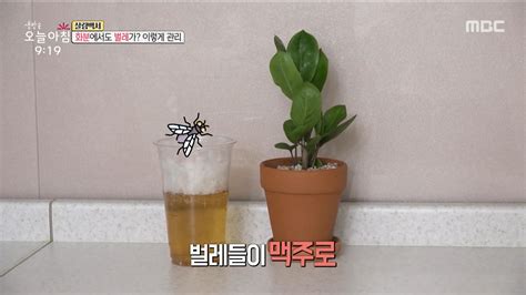 집안 곳곳 등장 벼룩파리 박멸 Mbc 230522 방송 Zum Tv