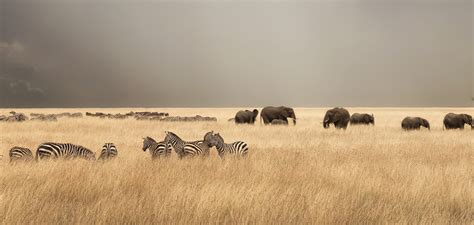 Applying An Investor Lens To Biodiversity Measurement Design Principles For Framework