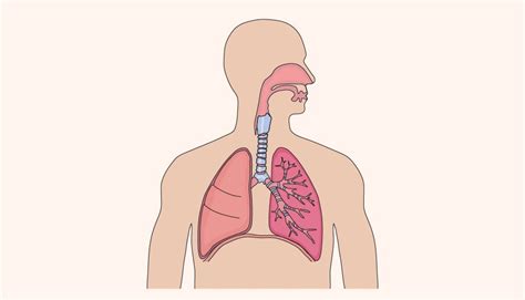 Engineering Patient Specific Airway Organoids For Precision Medicine