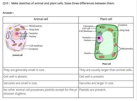 ncert solutions for class 8 science chapter 8 cell structure and