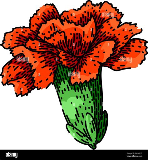 Carnation Arrangement Stock Vector Images Alamy