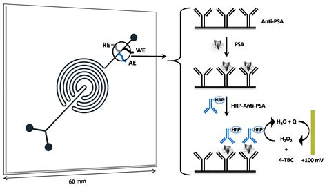 Biosensors Free Full Text Microfluidic Platform Integrated With Carbon Nanofibers Decorated