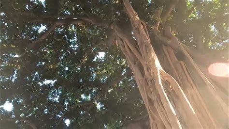 환상적인 반얀트리 나무 Youtube