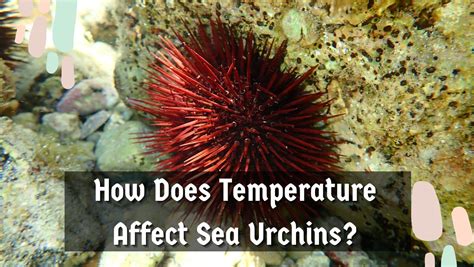 How Does Temperature Affect Sea Urchins 7 Major Impacts