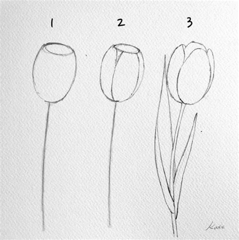 How To Draw Tulips For Beginner Artists