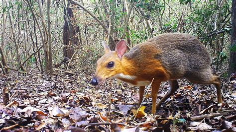 Feast Your Eyes On The First Ever Photos Of A Silver Backed Chevrotain In The Wild Nova Pbs