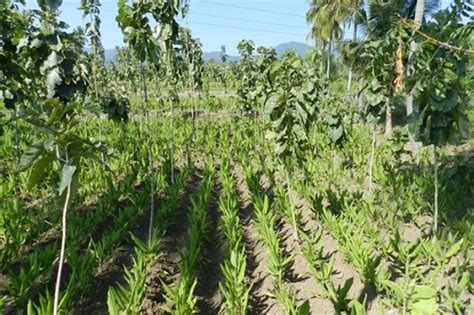 Why The Himalayan Zone Is Seismically Active Causes And Effects