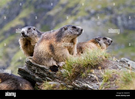 Three Alpine Marmots Marmota Marmota Grossglockner Hohe Tauern