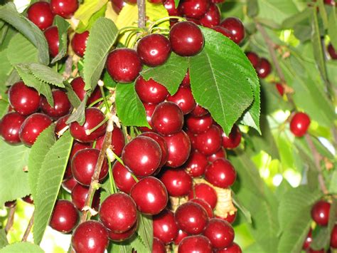 картинки : Вишни, Натуральные продукты, вишня, фрукты, ягода, растение ...