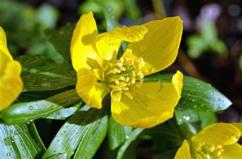 Free Picture Flower Petals Pistil Garden Nature Leaf