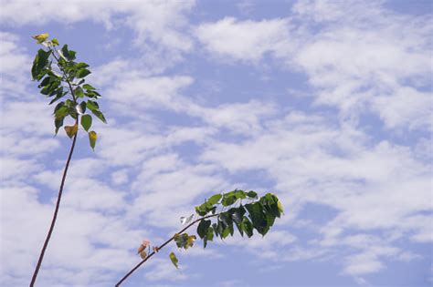 녹색 보 신성한 무화과 잎 흐린 파란색 배경으로 V 모양 또는 심장 모양 0명에 대한 스톡 사진 및 기타 이미지 Istock