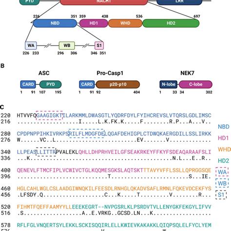 Three Dimensional Structures Of Nlrp3 A Crystal Structure Of Human Download Scientific
