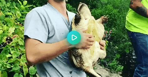 If I Stick My Face Directly In Front Of This Snapping Turtle  On Imgur