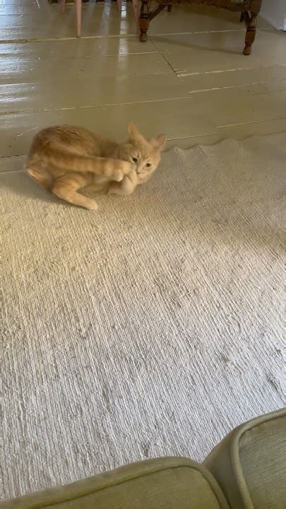 Harry likes to chase his tail! - YouTube