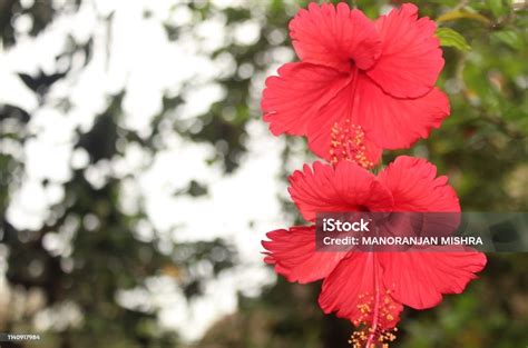 자연 배경에 아름 다운 붉은 히 비 스커 스 꽃을 닫습니다 녹색 잎을 가진 빨간 중국 장미 0명에 대한 스톡 사진 및 기타 이미지 Istock