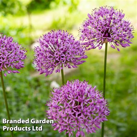 Buy Allium Carolinianum Rosy Dream Organic Gardening Catalogue