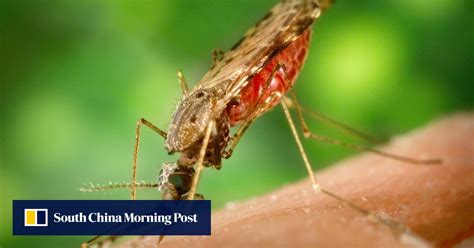 Mosquitoes Pick Victims According To Dna New Study Shows South China