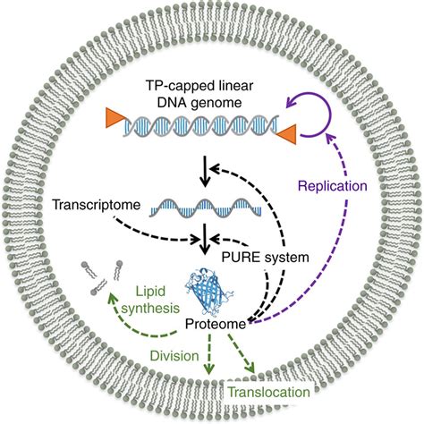 A Semisynthetic Cell With Implemented Φ29 Based Linear Dna Replication