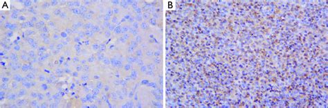 Figure S2 Representative Results Of C Myc Expression On Download Scientific Diagram