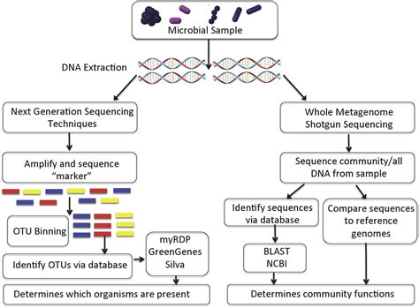 Organism And Microbiome Analysis Otolaryngologic Clinics Of North America